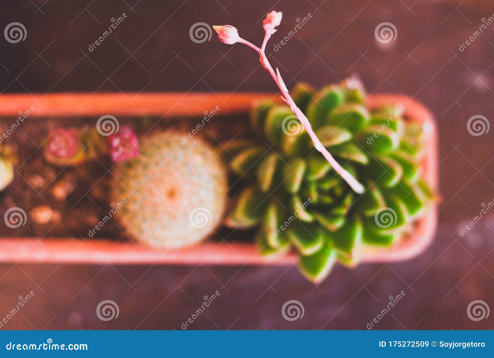 Top View of a Pot with Cactus and Succulent Plants Stock Image - Image ...