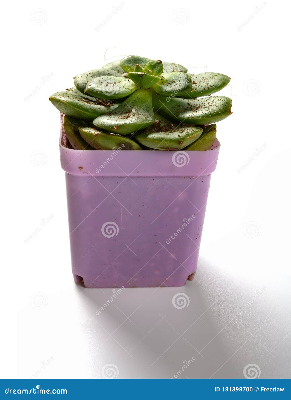 Pot of Green Succulent Plant on a White Background Stock Photo - Image ...
