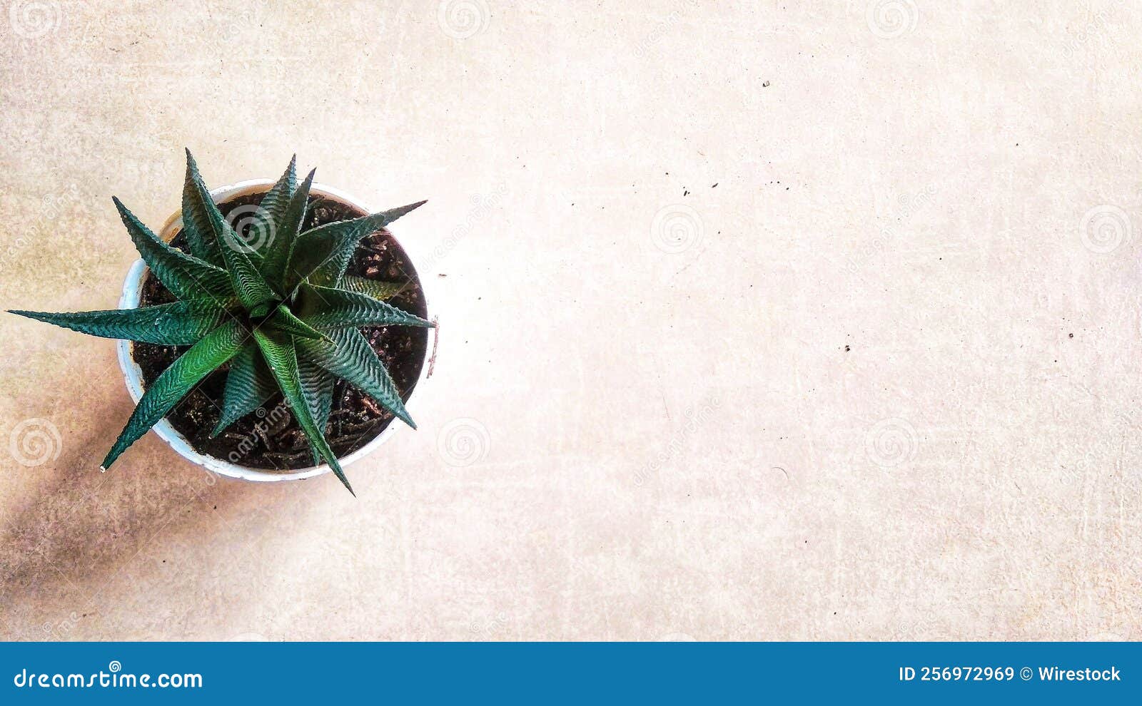 Top View of a Pot with Haworthia Plant in it Stock Image - Image of ...