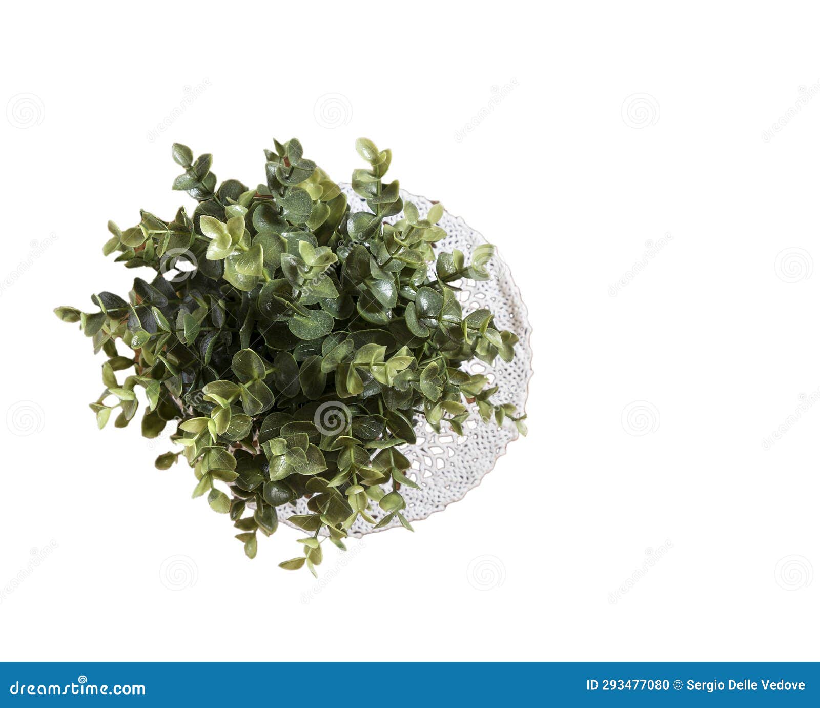 Top View of a Pot with a Plant Stock Photo - Image of plant, view ...