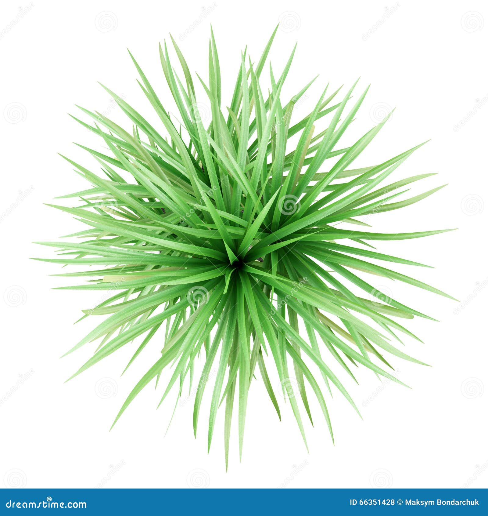 Top View Of Potted Palm Tree Isolated On White Royalty-Free Stock Photo ...