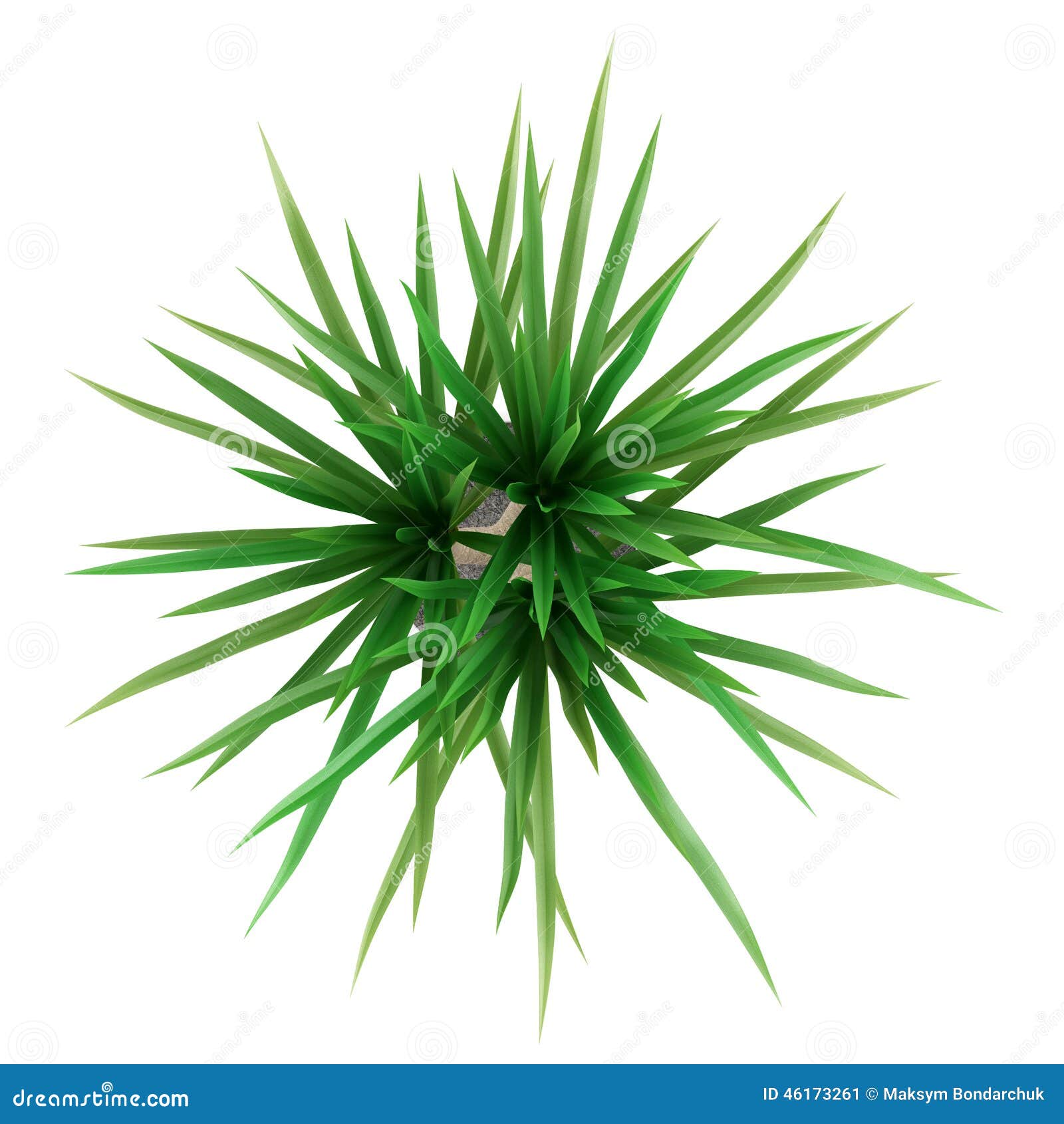 Top View of Potted Palm Tree Isolated on White Stock Illustration ...
