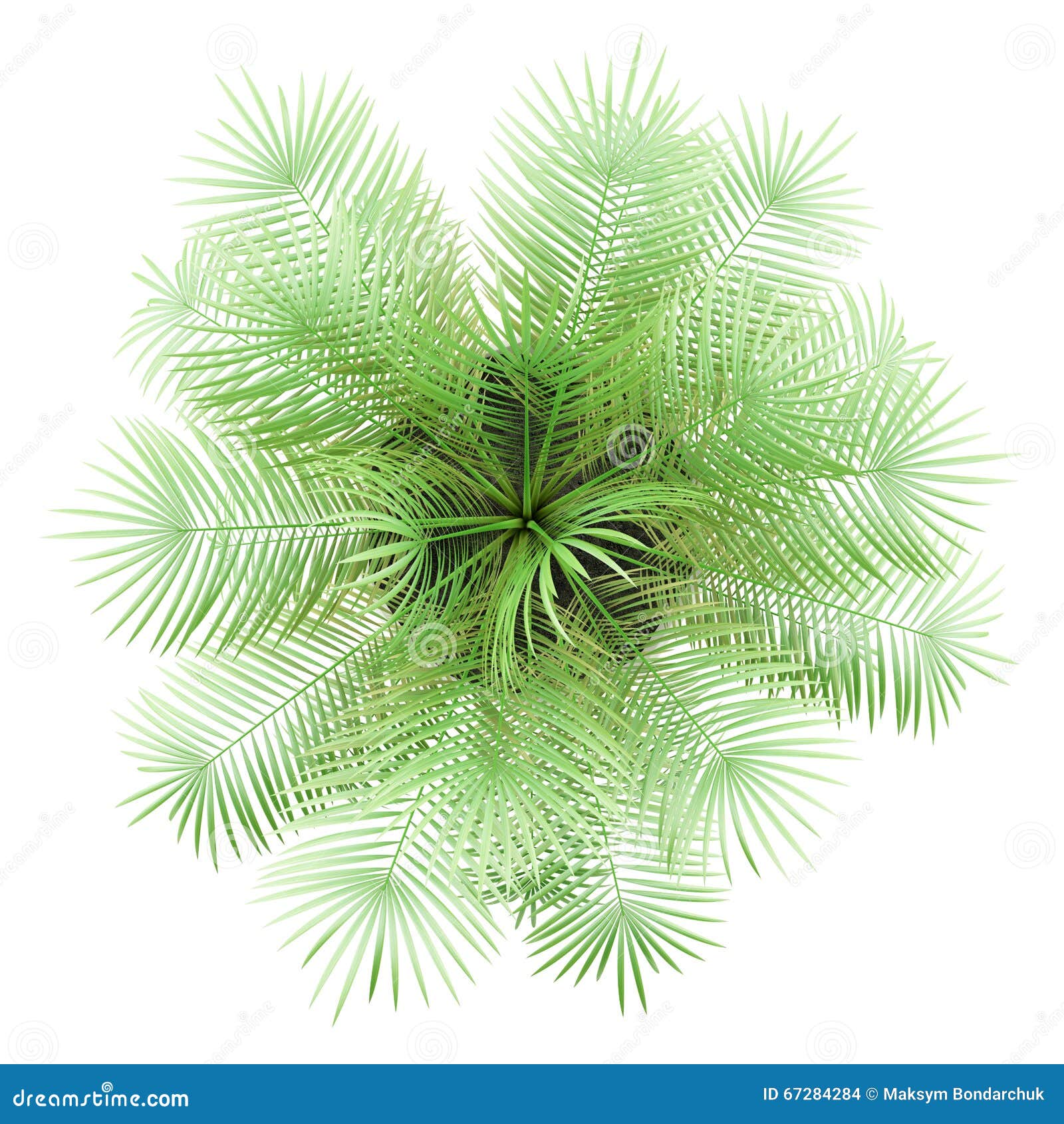 Top View of Potted Palm Tree Isolated on White Stock Illustration ...
