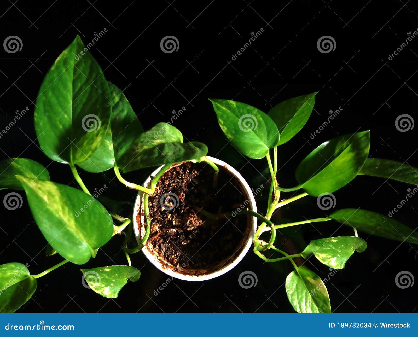 Top View of a Potted Plant on a Black Surface Stock Photo - Image of ...