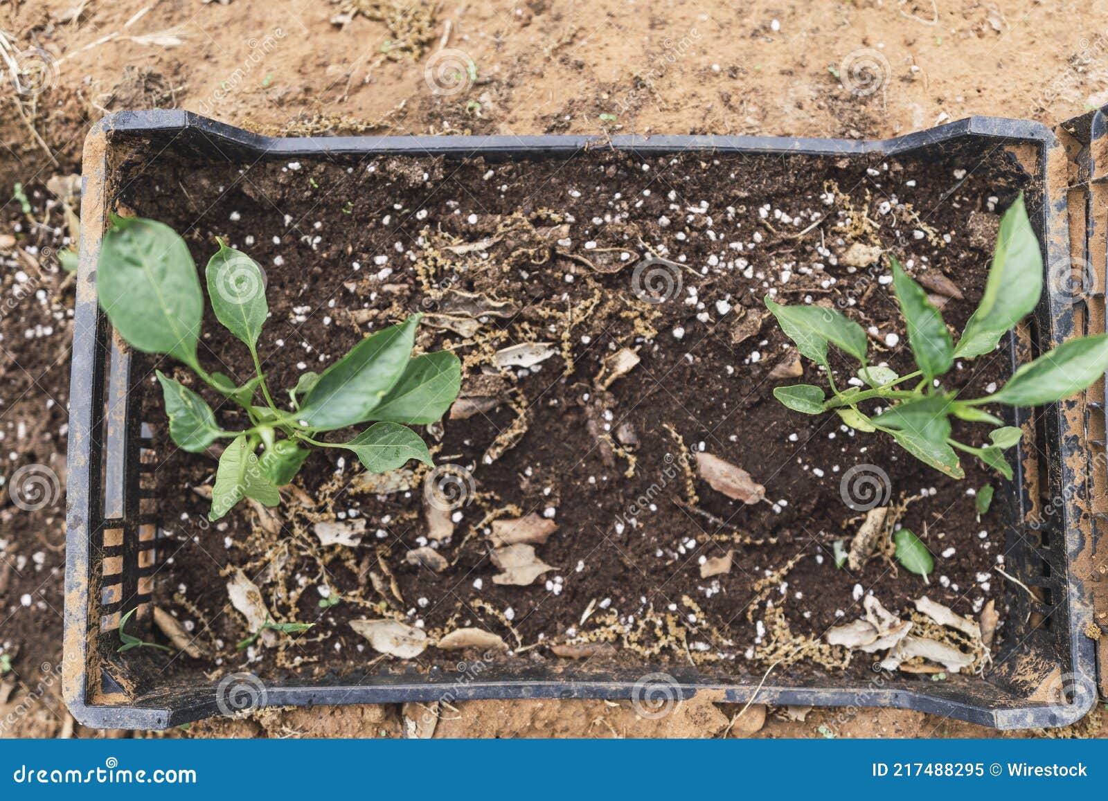Top View of a Potted Plant in a Garden Stock Image - Image of plant ...