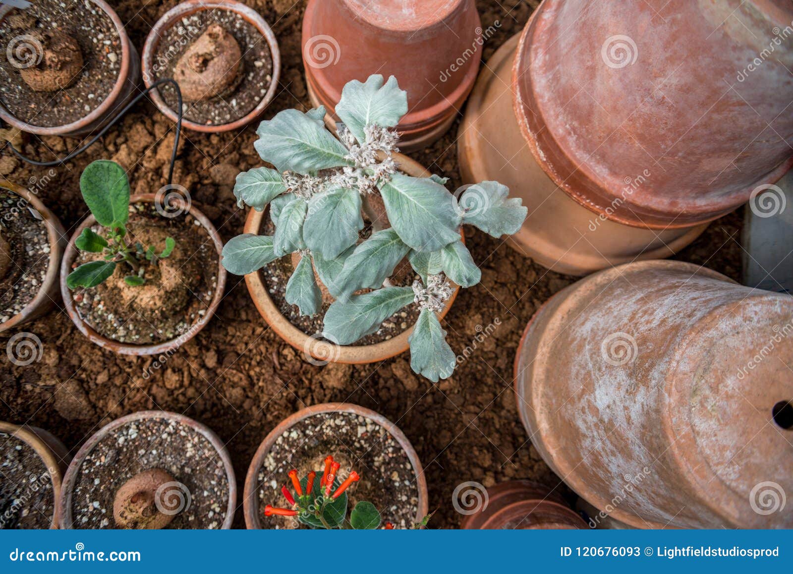 Top View of Potted Plants Placed in Rows and Stacks Stock Image - Image ...