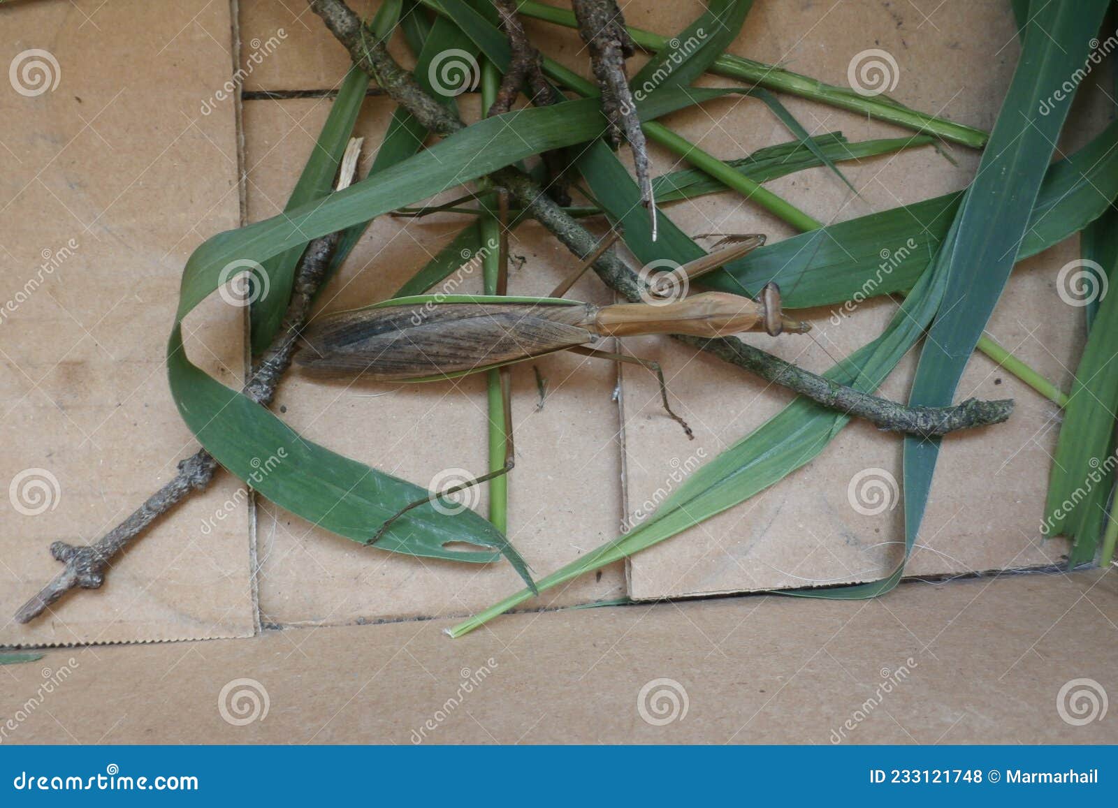 Top View of a Praying Mantis Stock Photo - Image of insect, leaf: 233121748