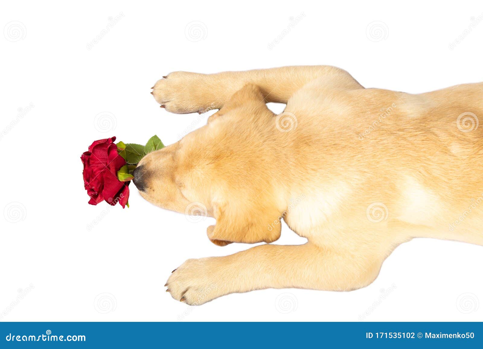 Top View of Puppy Dog on White Background Stock Photo - Image of cute ...