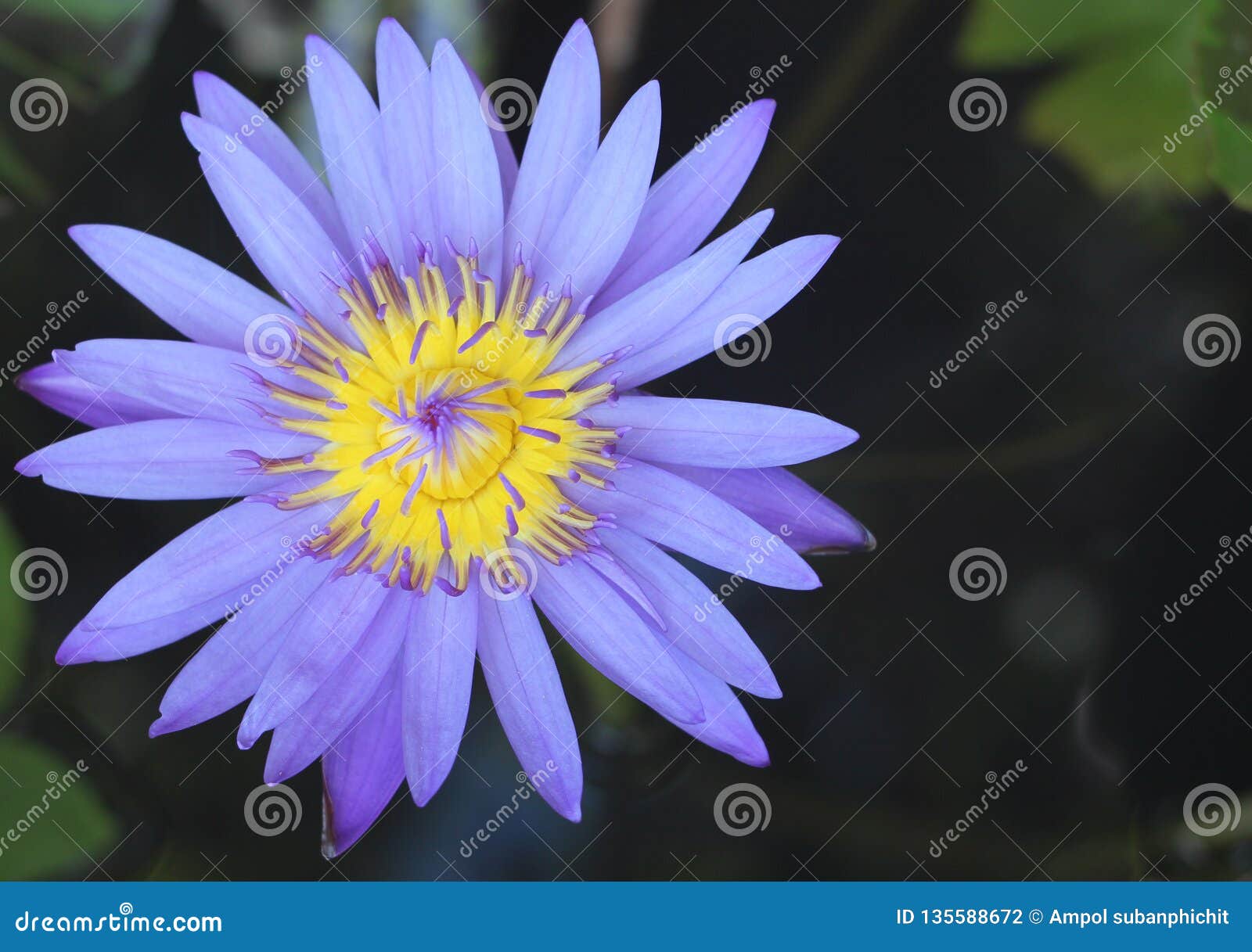 Top view purple lotus stock photo. Image of lily, plant - 135588672
