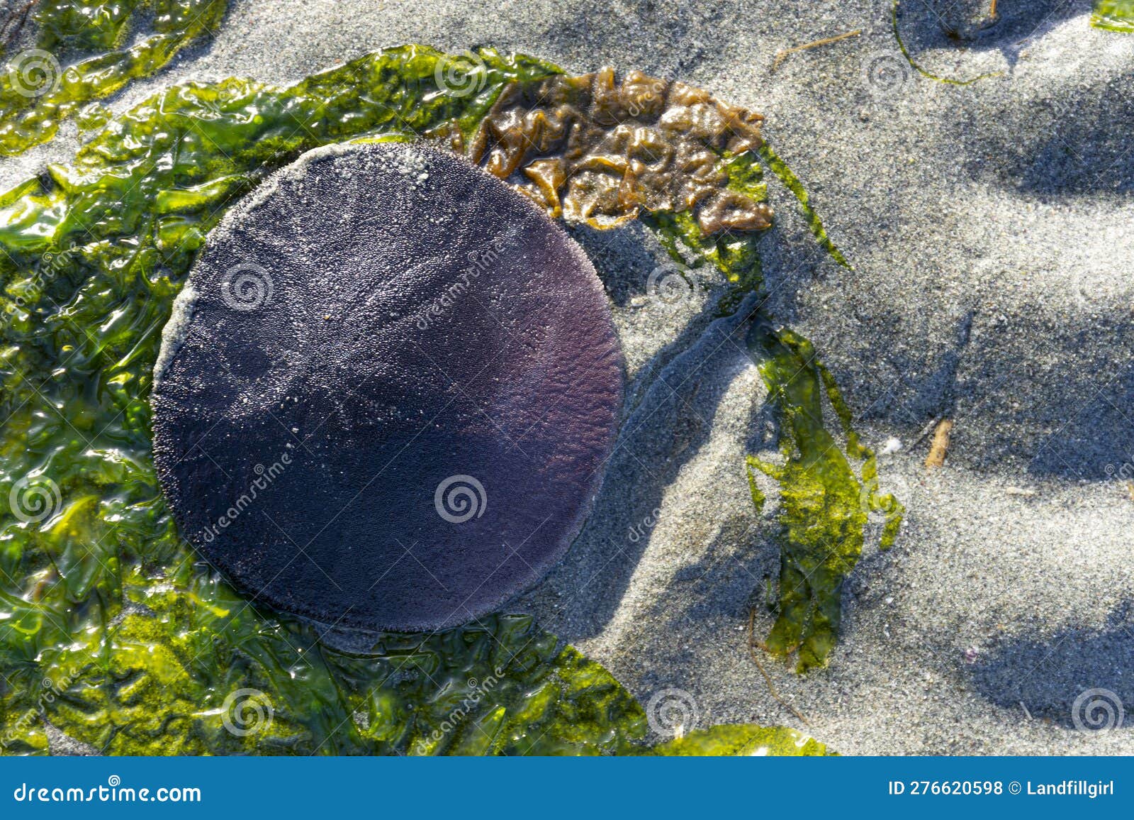 Top View of a Purple Sand Dollar Stock Photo - Image of legs ...