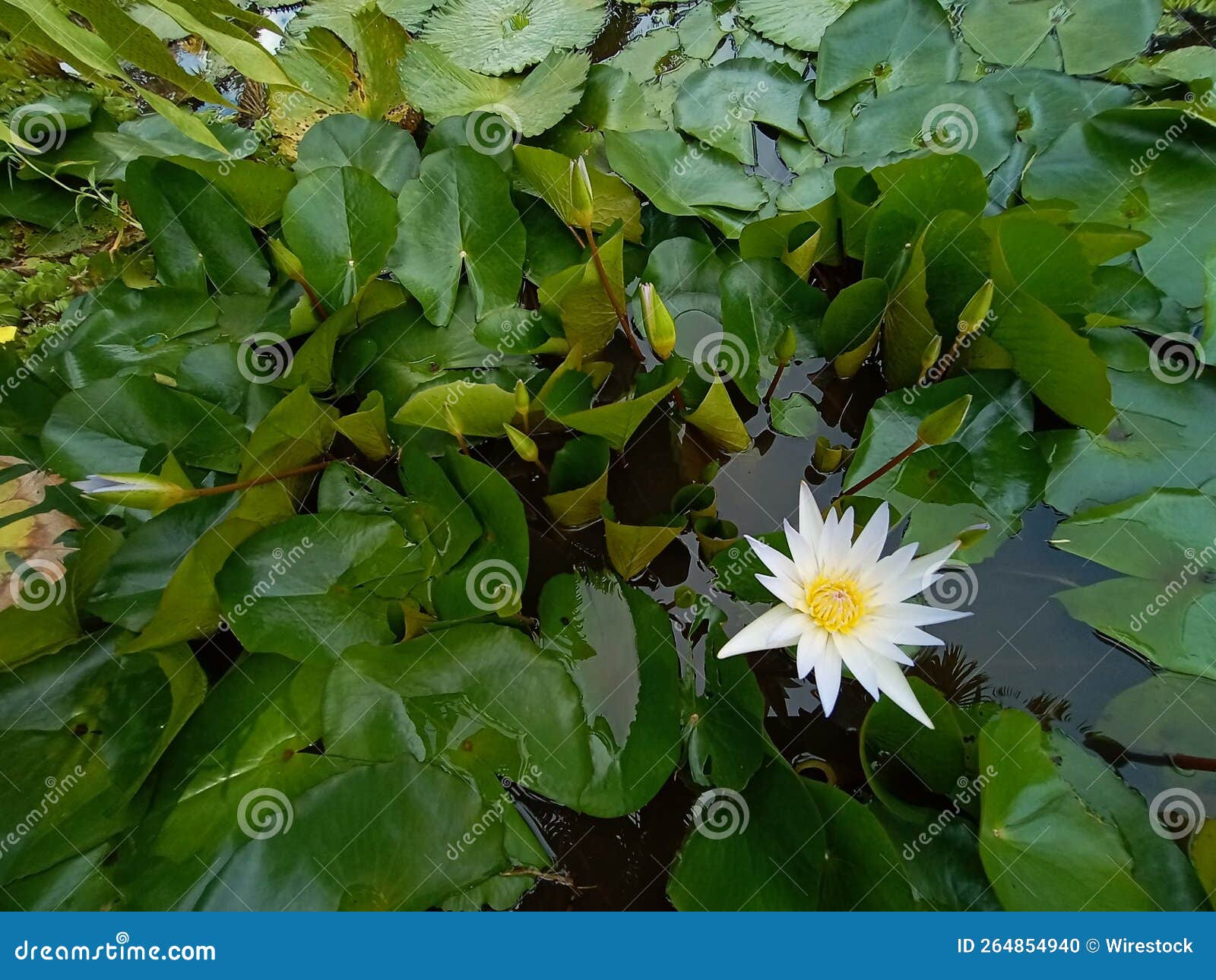 Pygmy Water-lily Is An Herbaceous Perennial With Submergent Stems And ...