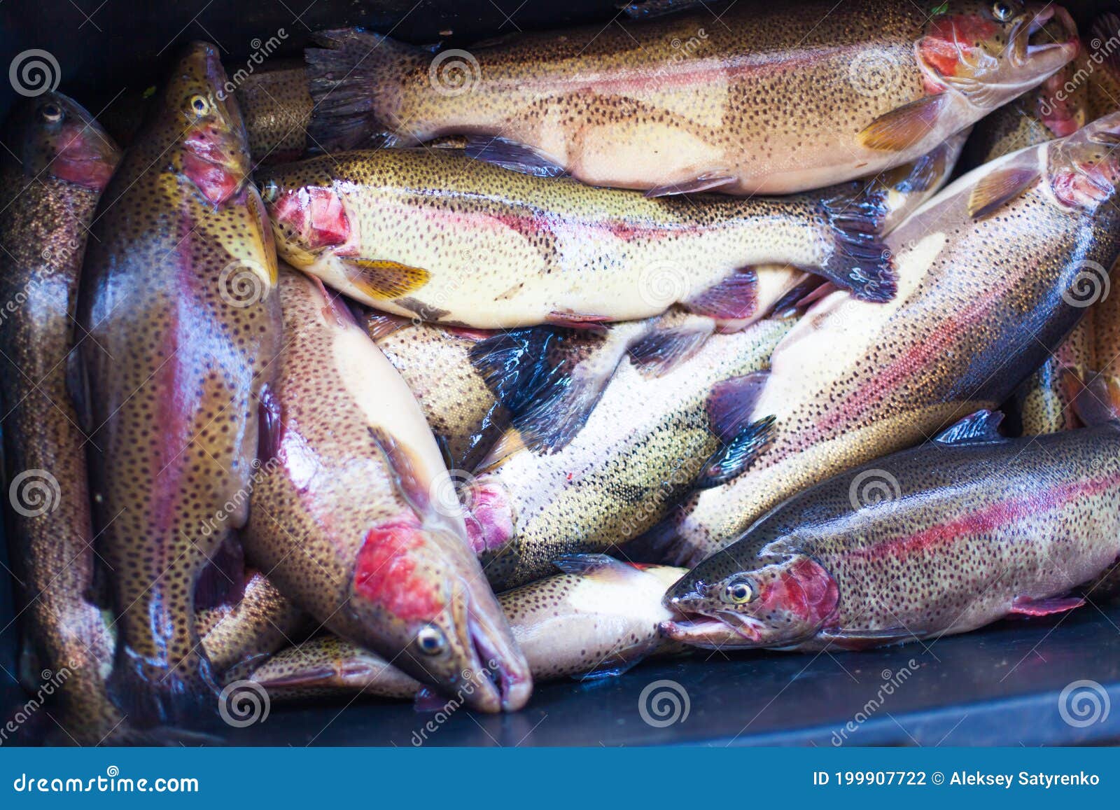Top View of Rainbow Trout on a Fish Farm Stock Photo - Image of fishery ...