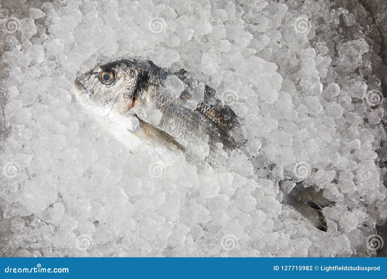 Top View of Raw Fish on Crushed Ice Stock Photo - Image of food ...