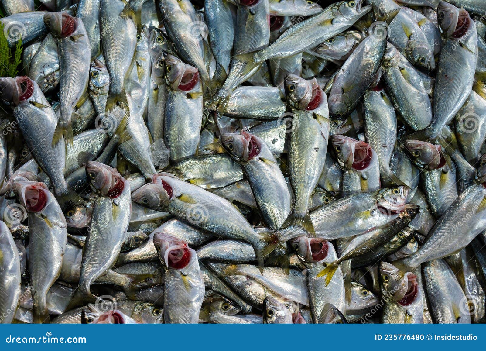 Top View of Raw Fish Shelf in Bazaar. Stock Photo - Image of healthy ...