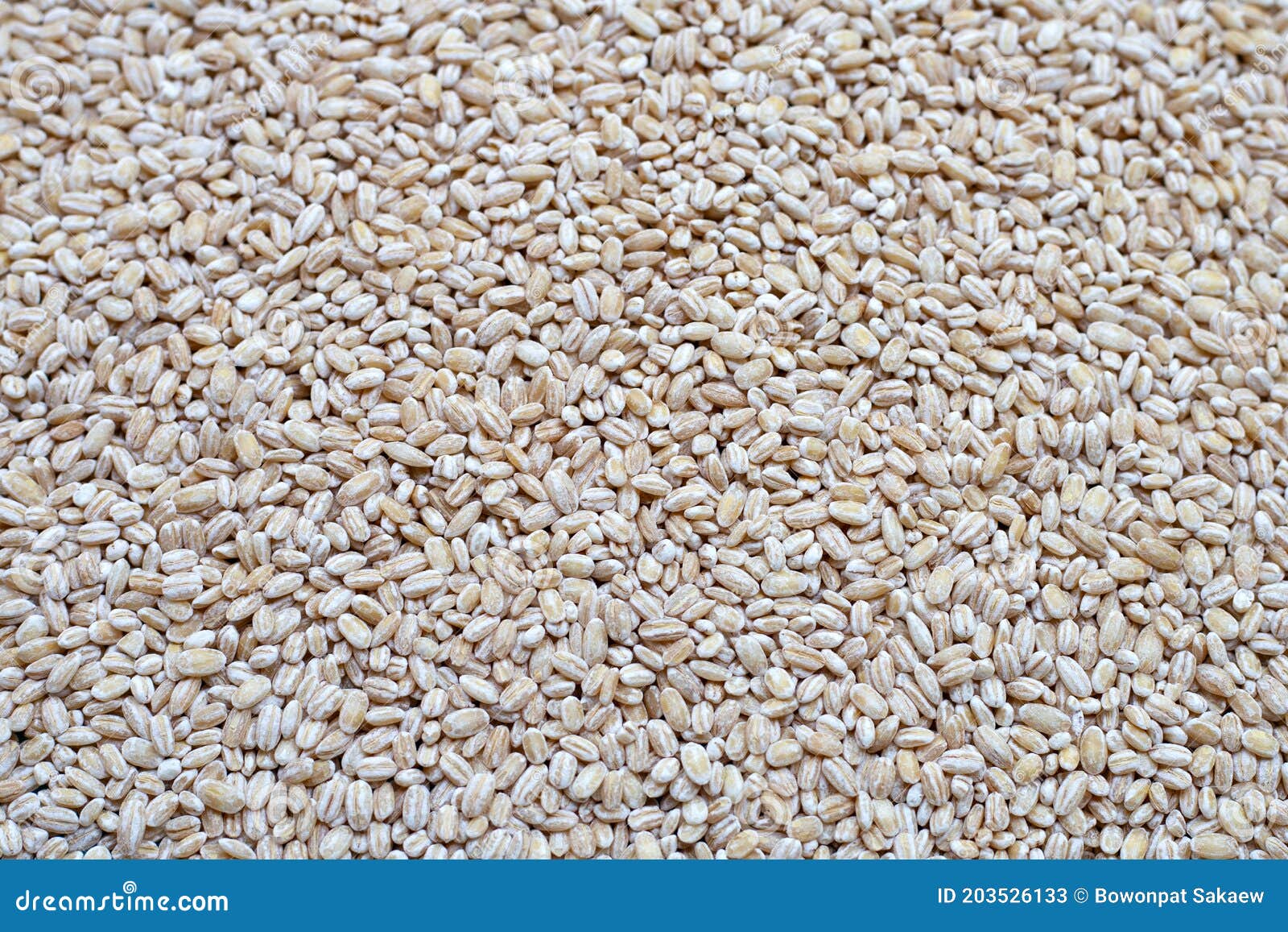 Top View of Raw Peeled Barley Grains Stock Image - Image of design ...