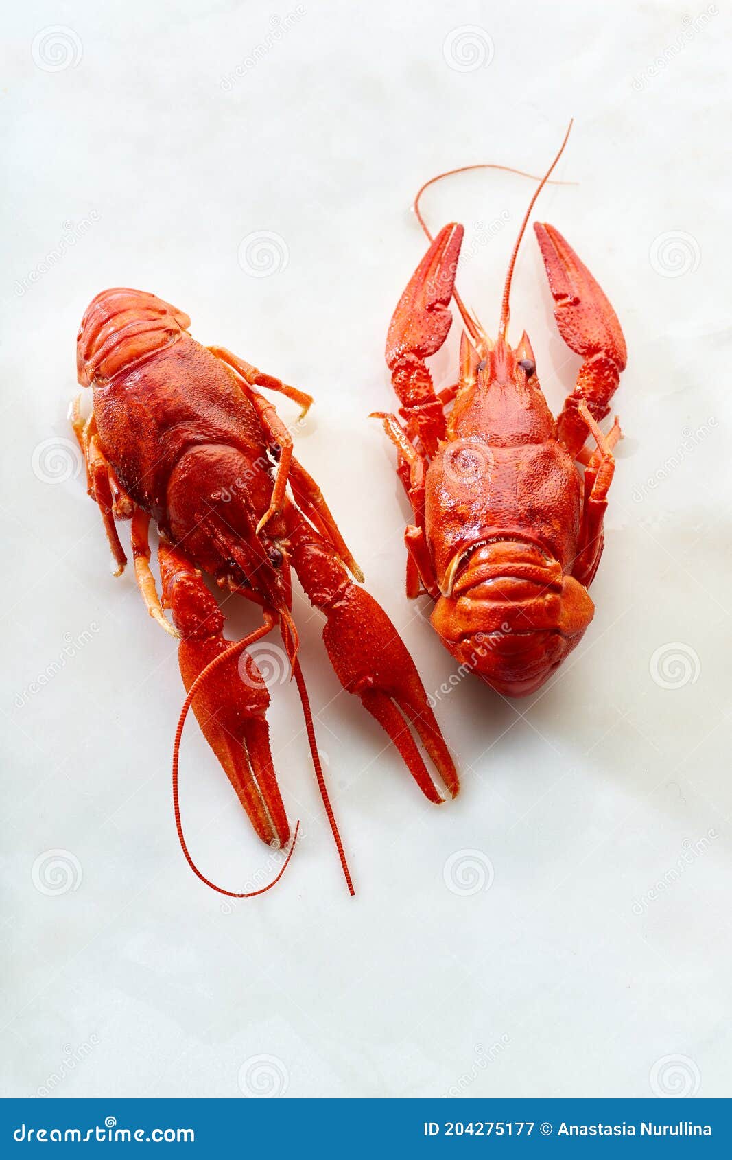 Top view of red crayfish stock image. Image of crab - 204275177