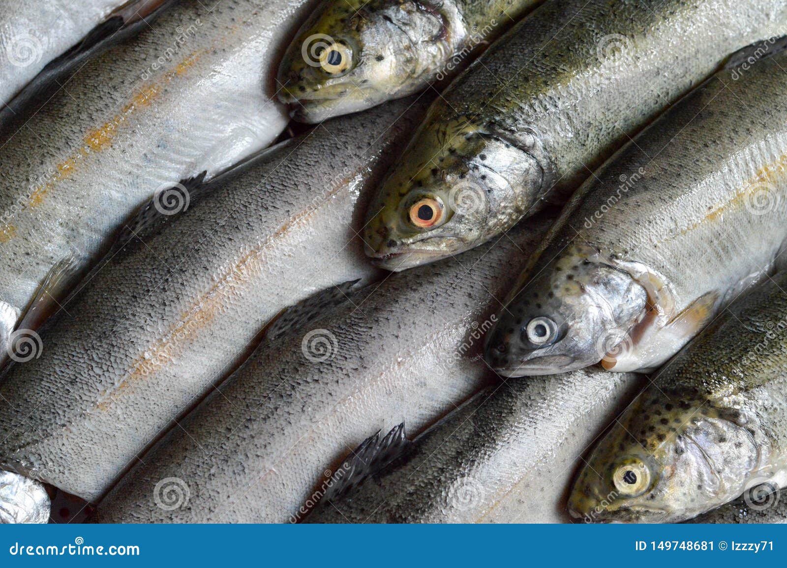 Raw trout fish stock image. Image of fresh, eating, trout - 149748681
