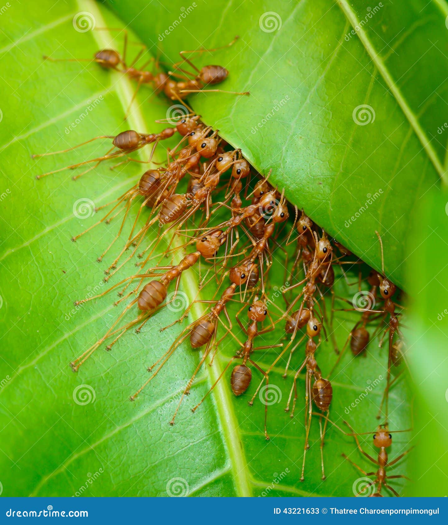 Top View of Red Ant Army are Buliding Nest Stock Image - Image of build ...