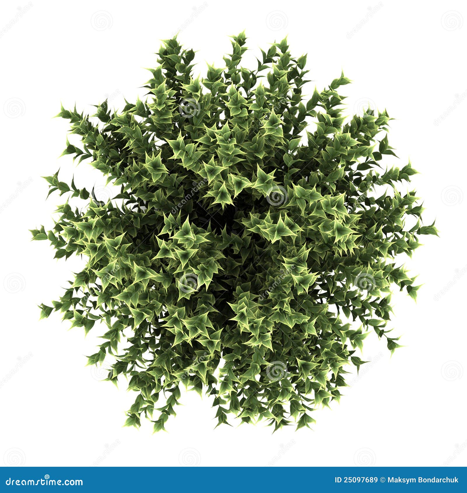 Top View of Red-barked Dogwood Bush Isolated Stock Image - Image of ...