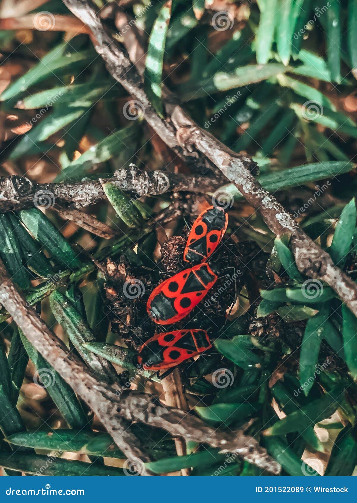 Top View of Red and Black Beetles among the Greenery Stock Image ...