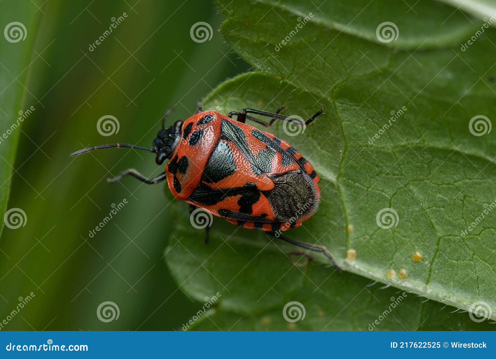 Top View of a Red and Black Stink Bug on a Leaf with Blurred Background ...