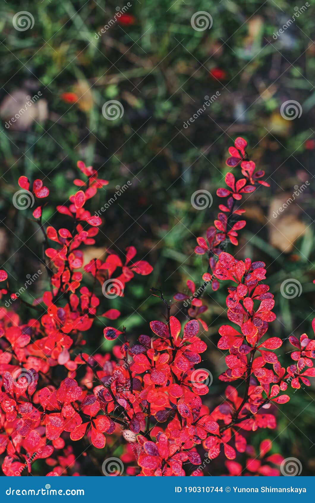 Top view stock photo. Image of season, morning, environment - 190310744