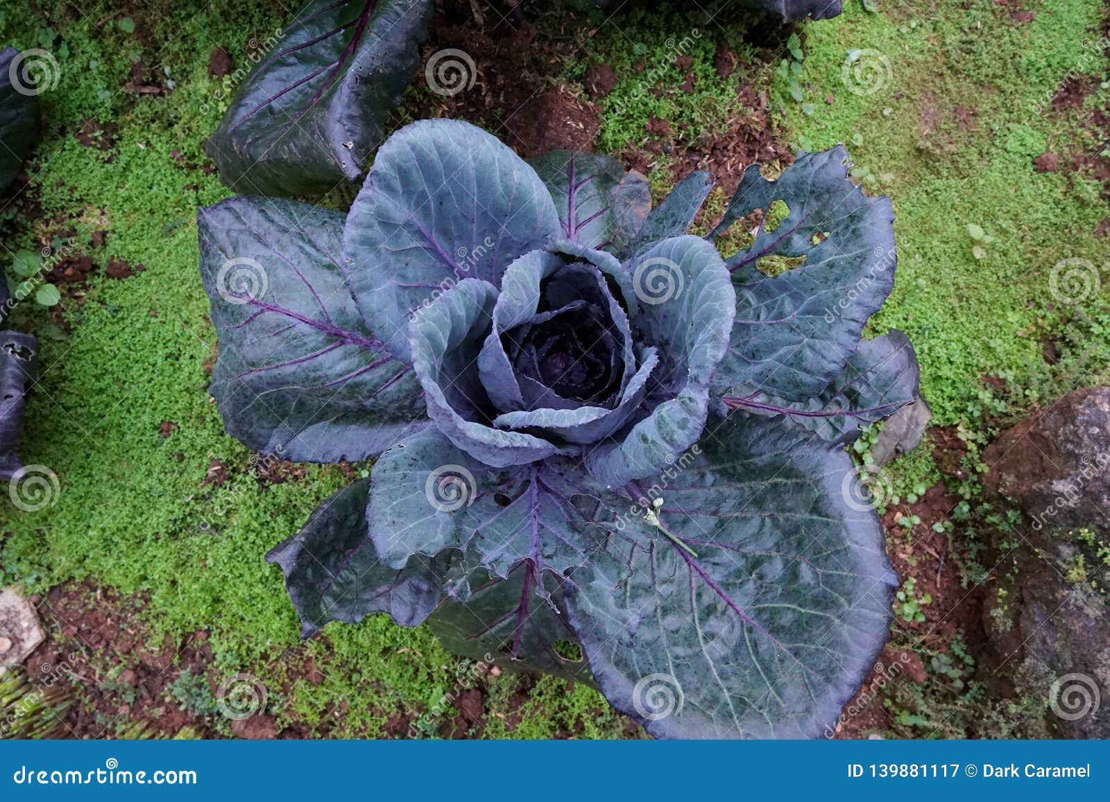 Top View of Red Cabbage Field Stock Image - Image of fresh, fishing ...