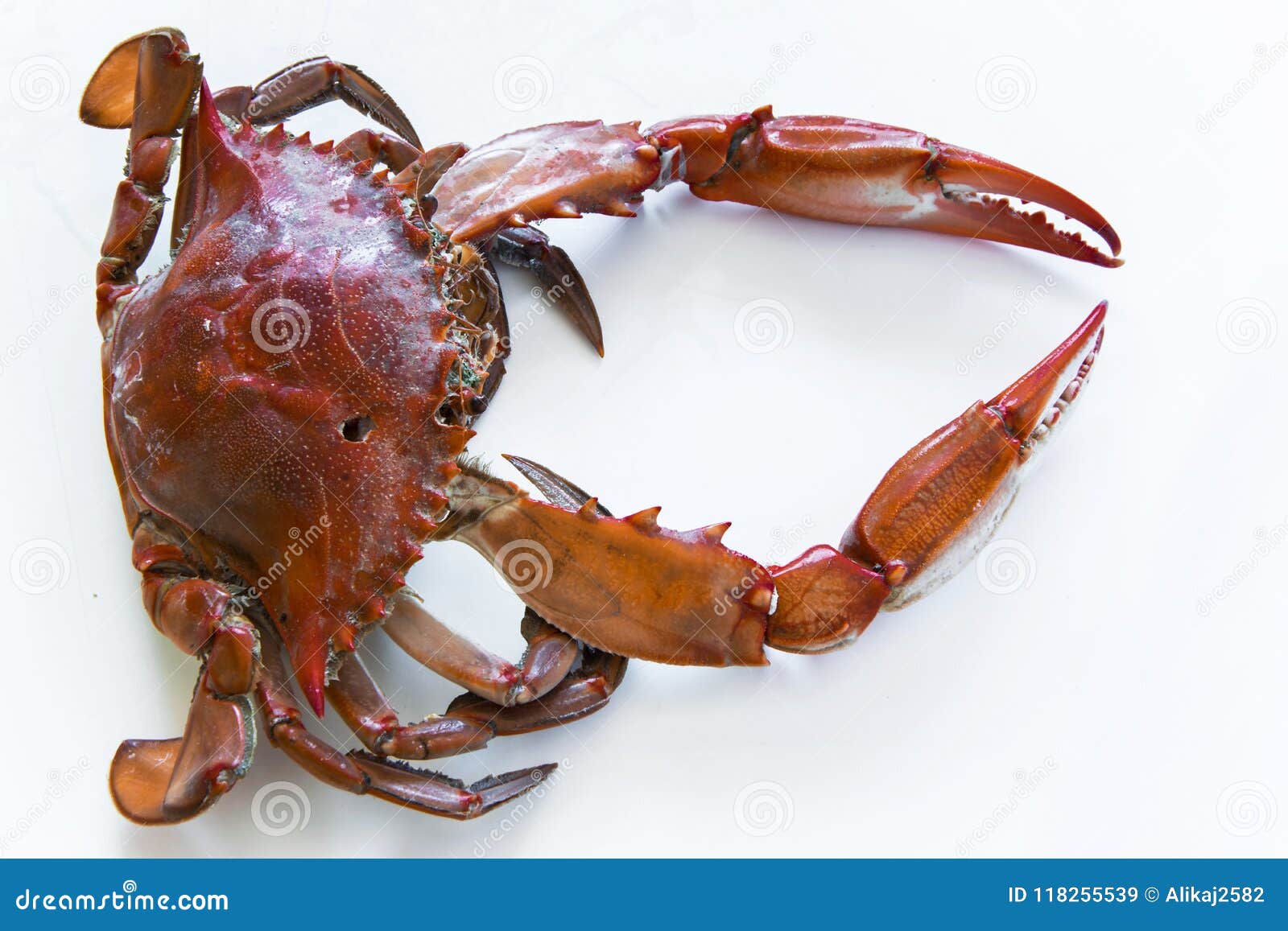 Top View of Red Cooked Crab on White Background with Space for Text ...