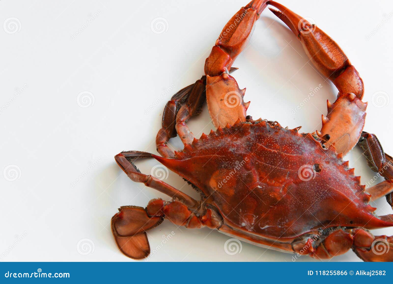 Top View of Red Cooked Crab on White Background with Space for Text ...