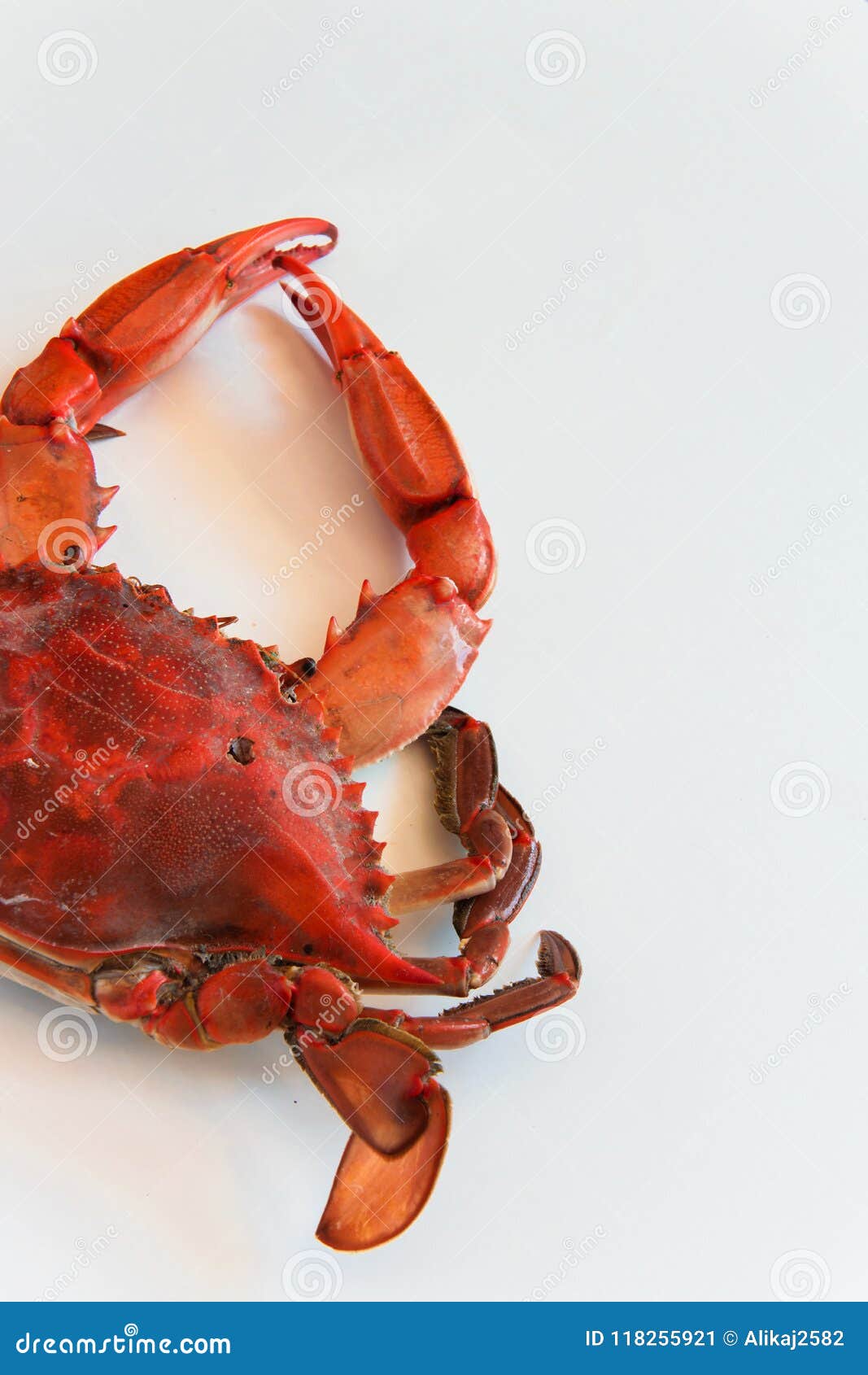 Top View of Red Cooked Crab on White Background with Space for Text ...