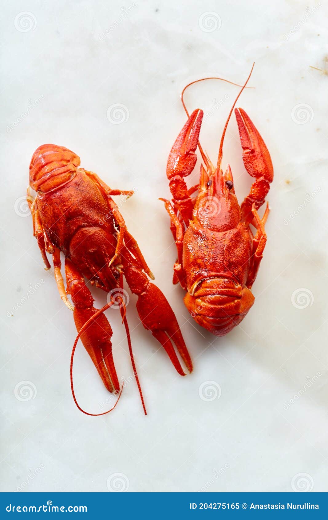 Top view of red crayfish stock image. Image of fish - 204275165