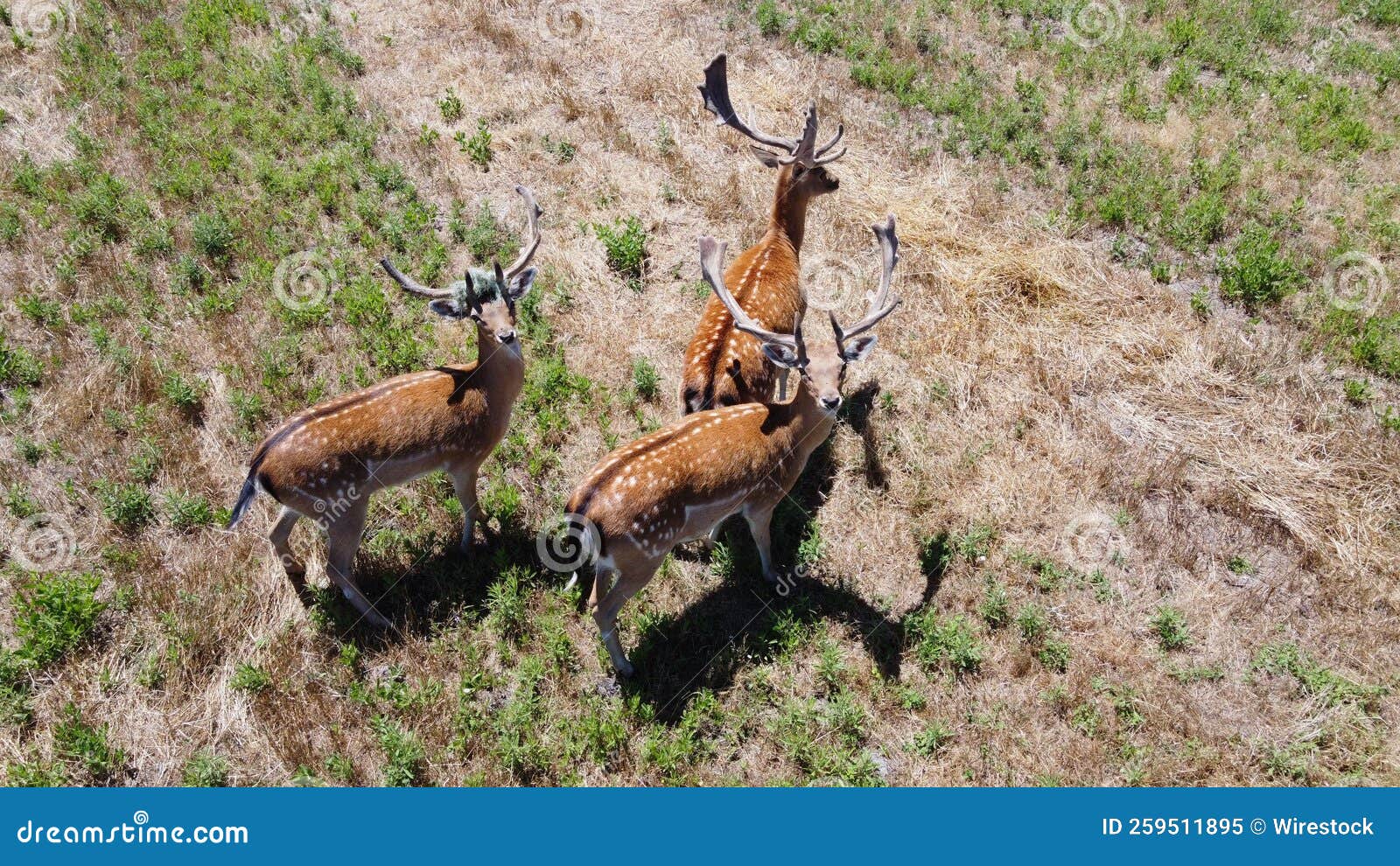 Top View of Red Deer Walking in a Green Field and Looking Up at the ...