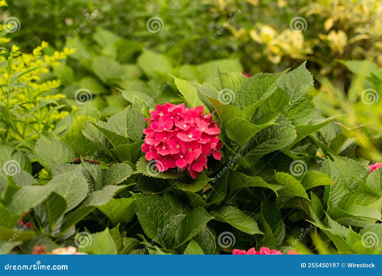 Top View of a Red Delicate French Hydrangea Surrounded by Vegetation ...