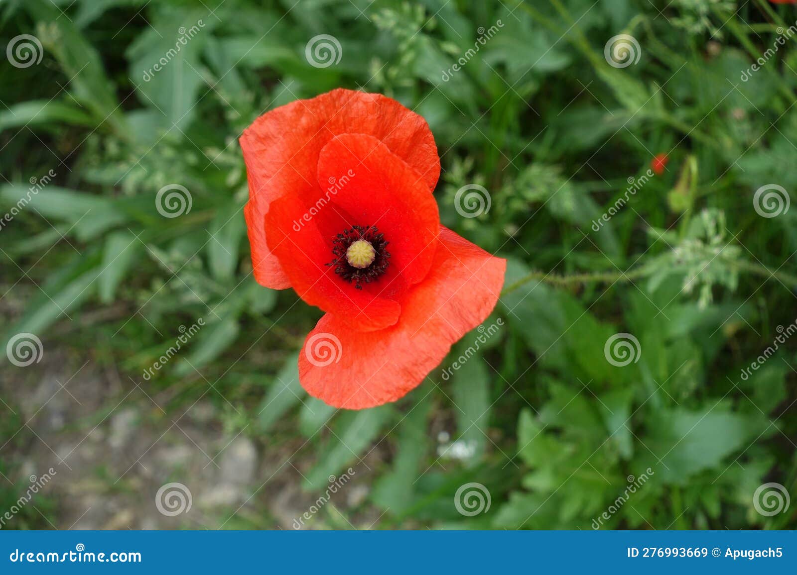 Top View of Red Flower of Common Poppy Stock Image - Image of ...