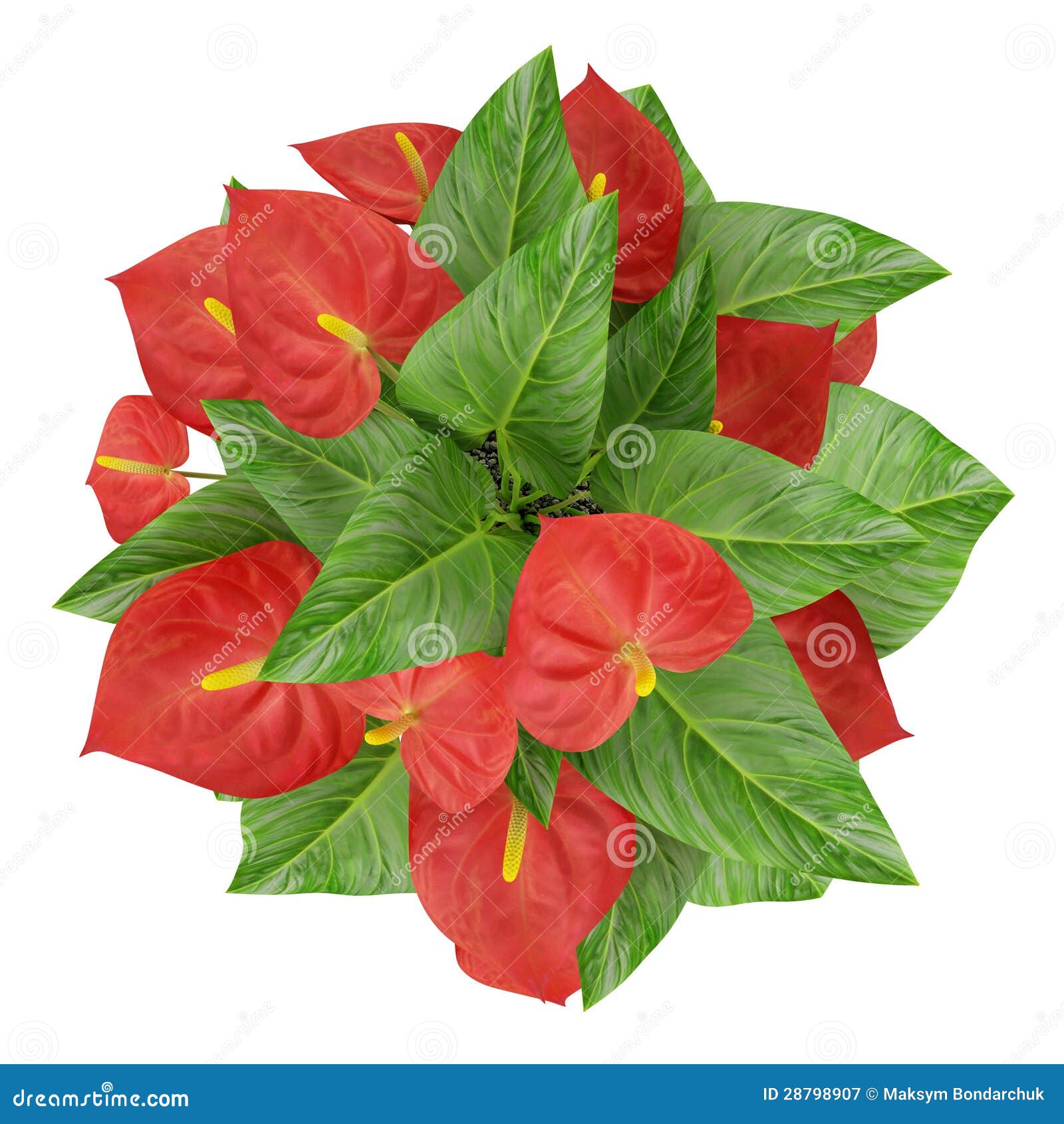 Top View Of Red Flower Isolated On White Royalty Free Stock Photography ...