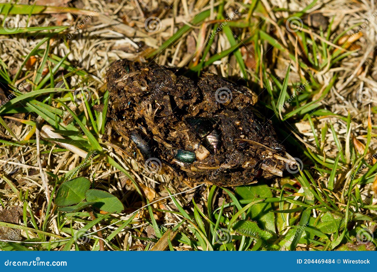 Top View of Red Fox Excrement on the Ground Stock Photo - Image of ...