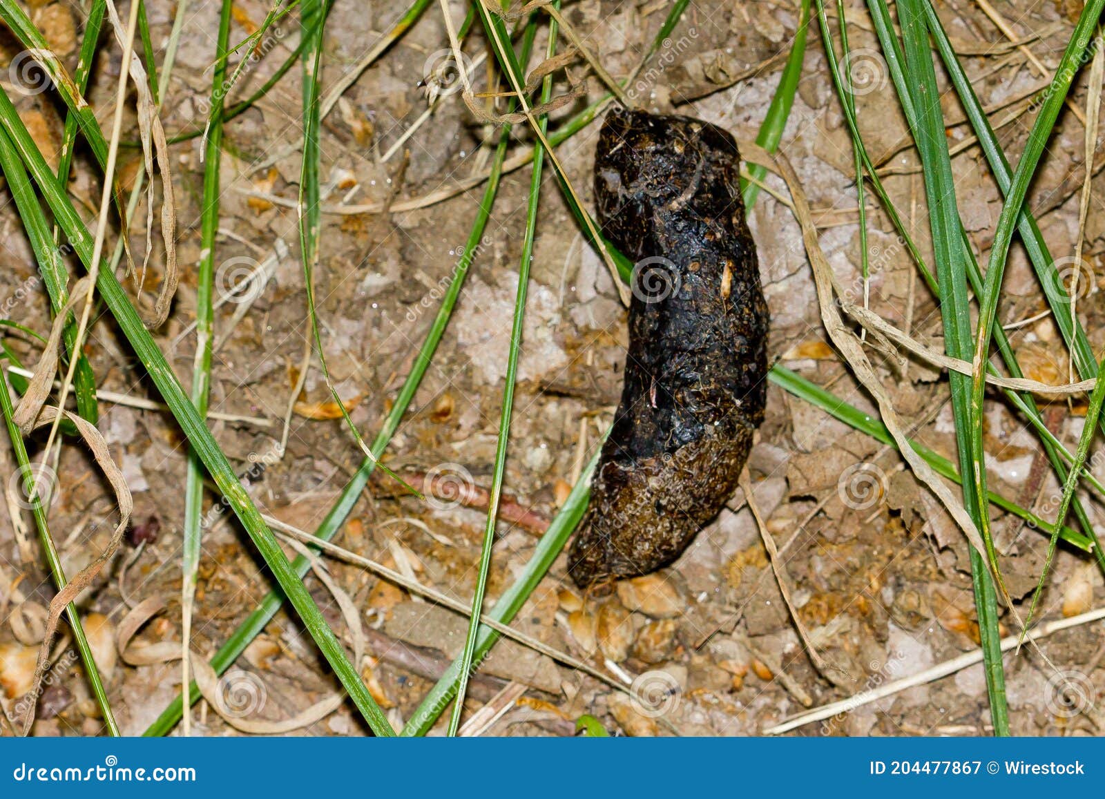 Baby Tails The Fox Poop