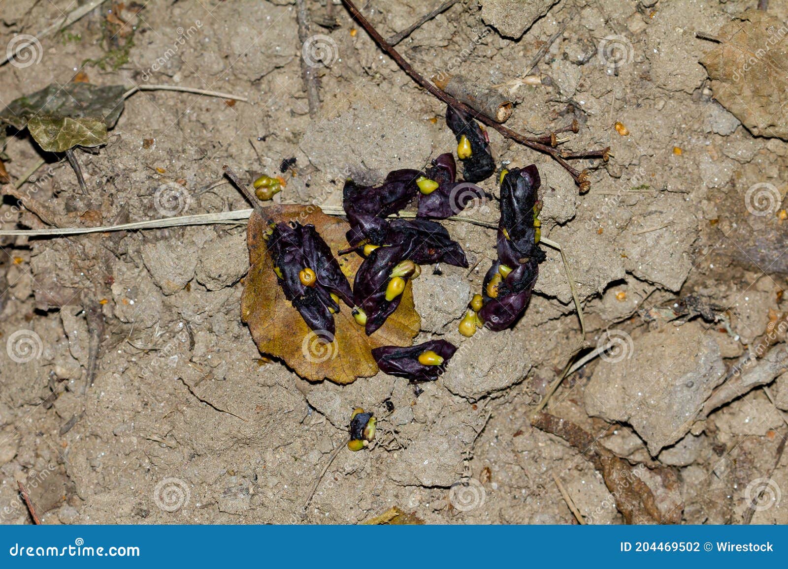 Op View of Red Fox Excrement on the Ground Stock Photo - Image of ...