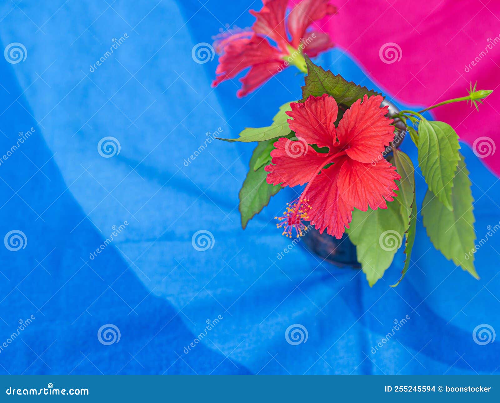 Top View of Red Hibiscus Flower in a Vase Placed on the Table Stock ...