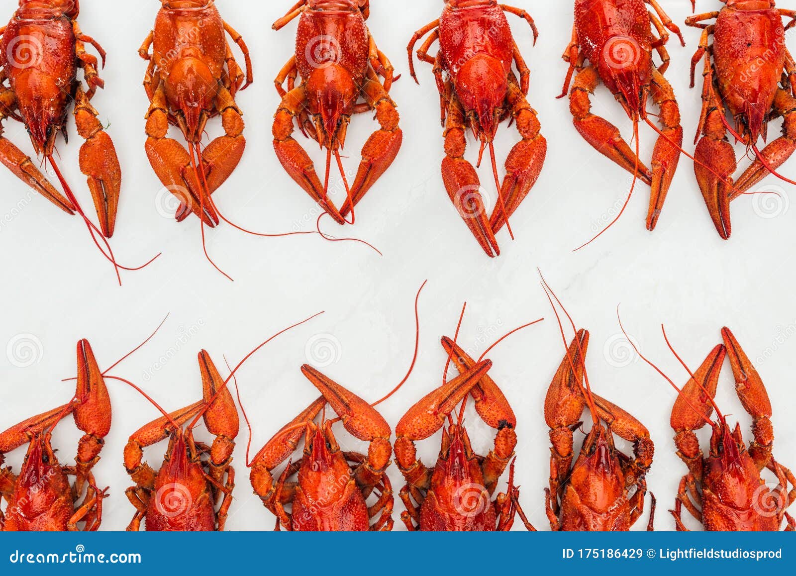 Top View of Red Lobsters on White Background. Stock Image - Image of ...