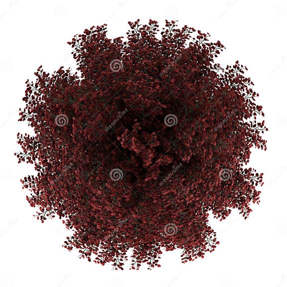 Top View of Red Maple Tree Isolated on White Stock Illustration ...