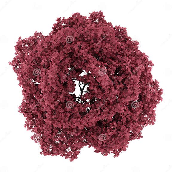 Top View of Red Maple Tree Isolated on White Stock Illustration ...