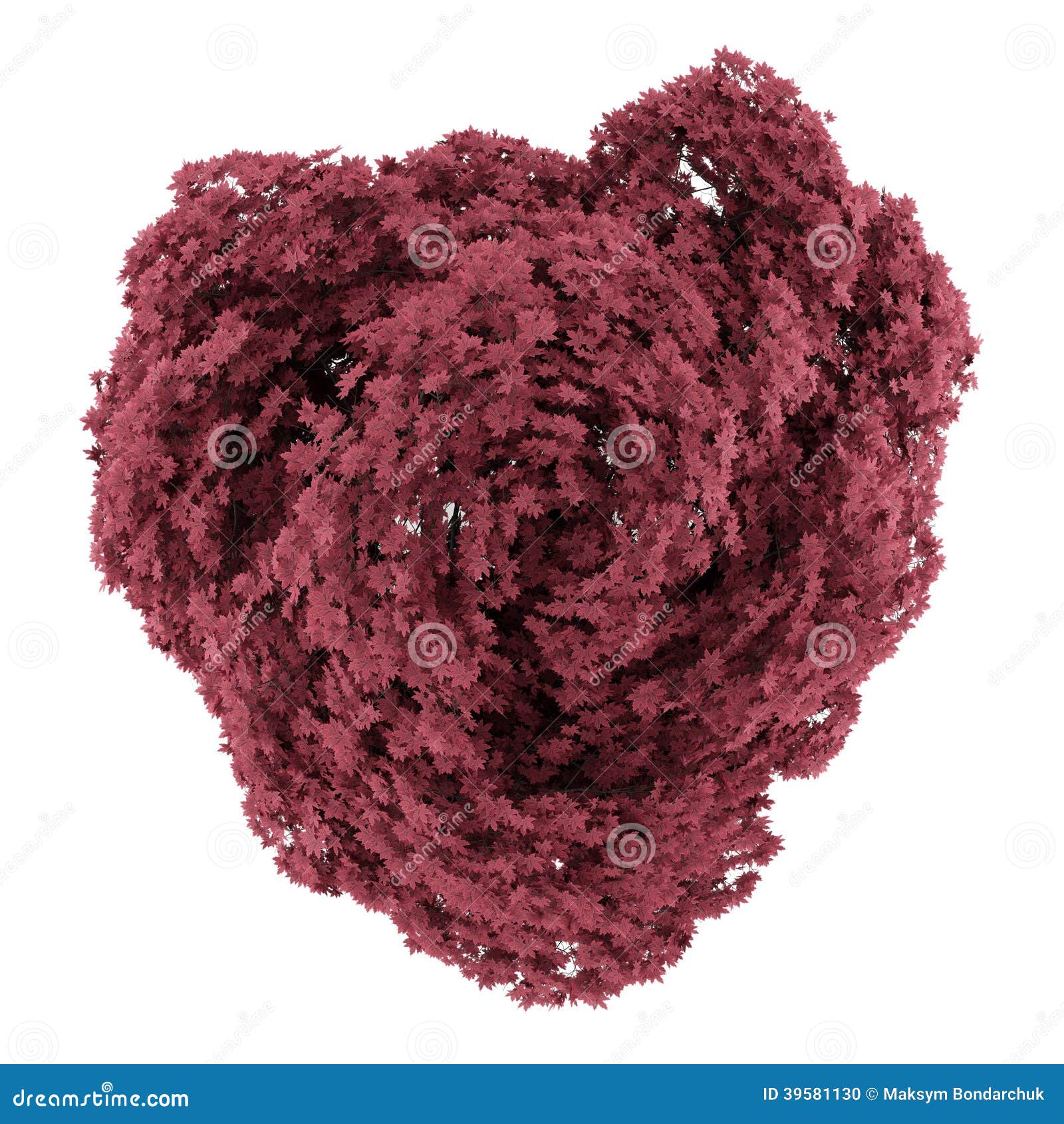 Top View of Red Maple Tree Isolated on White Stock Illustration ...