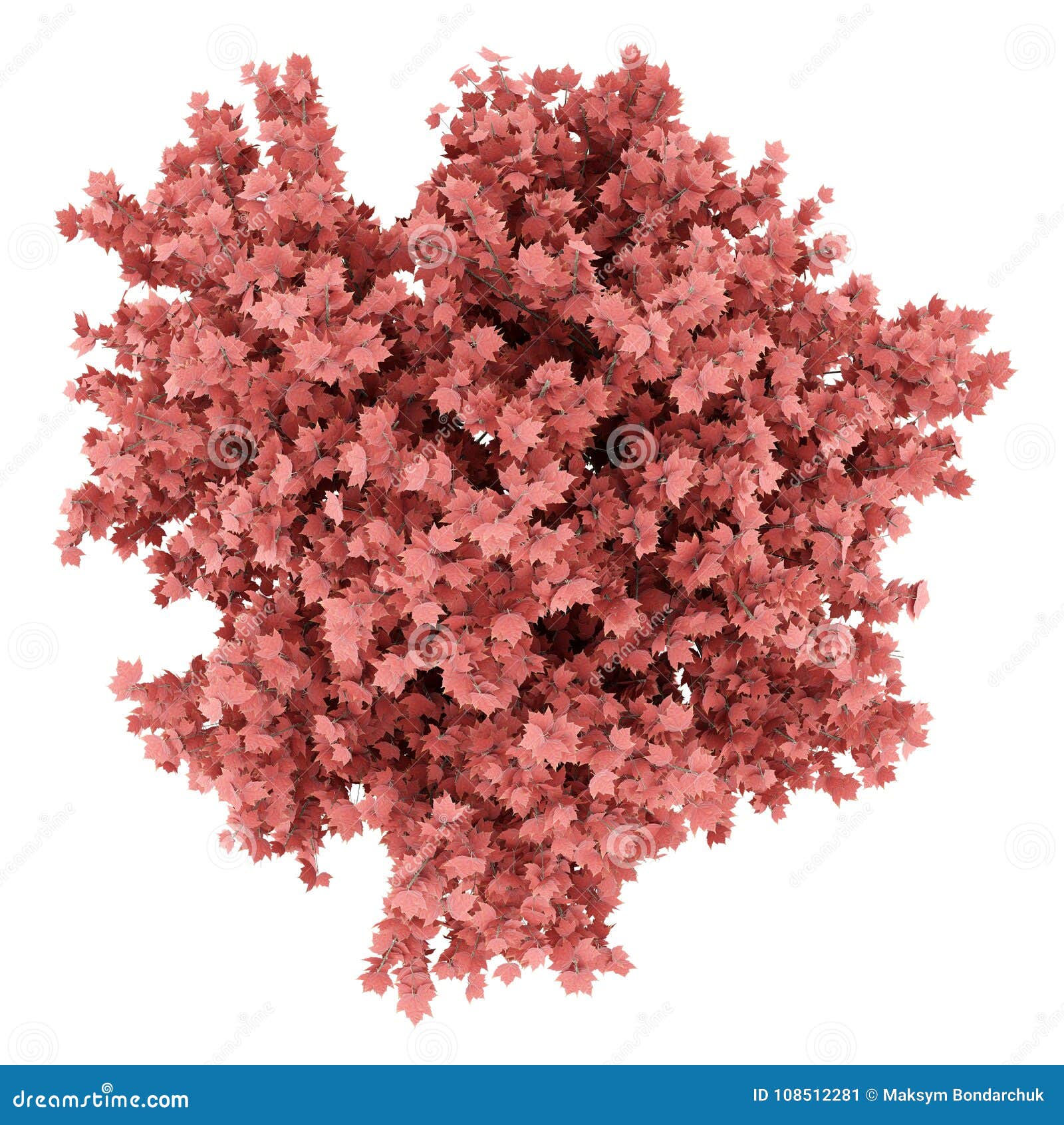 Top View of Red Maple Tree Isolated on White Stock Illustration ...