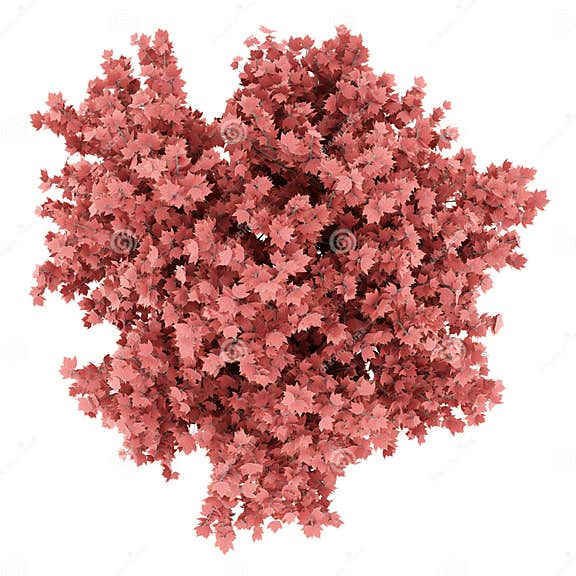 Top View of Red Maple Tree Isolated on White Stock Illustration ...