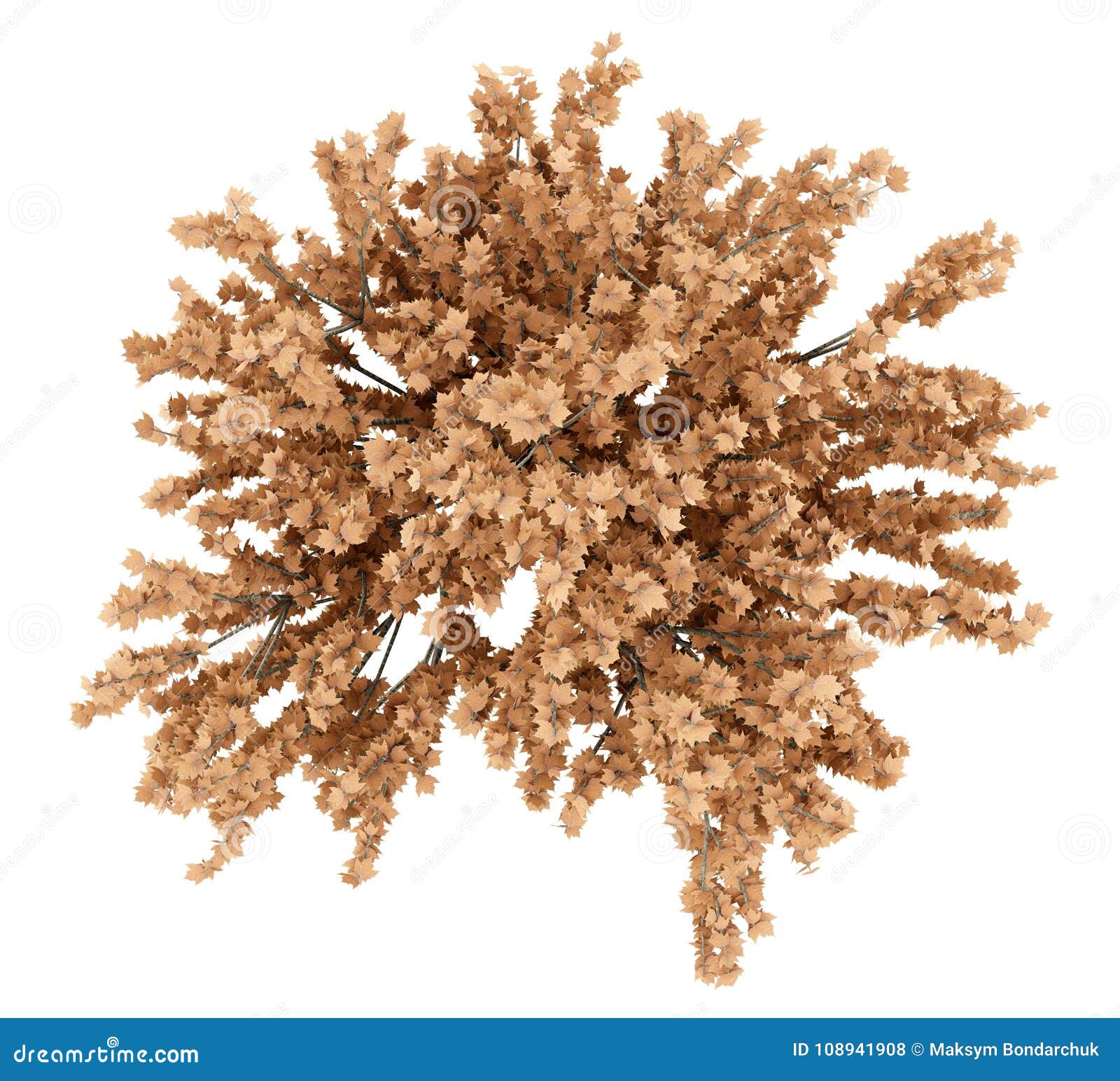 Top View of Red Maple Tree Isolated on White Stock Illustration ...