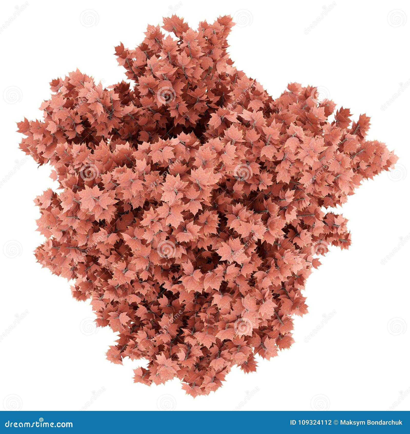 Top View of Red Maple Tree Isolated on White Stock Illustration ...