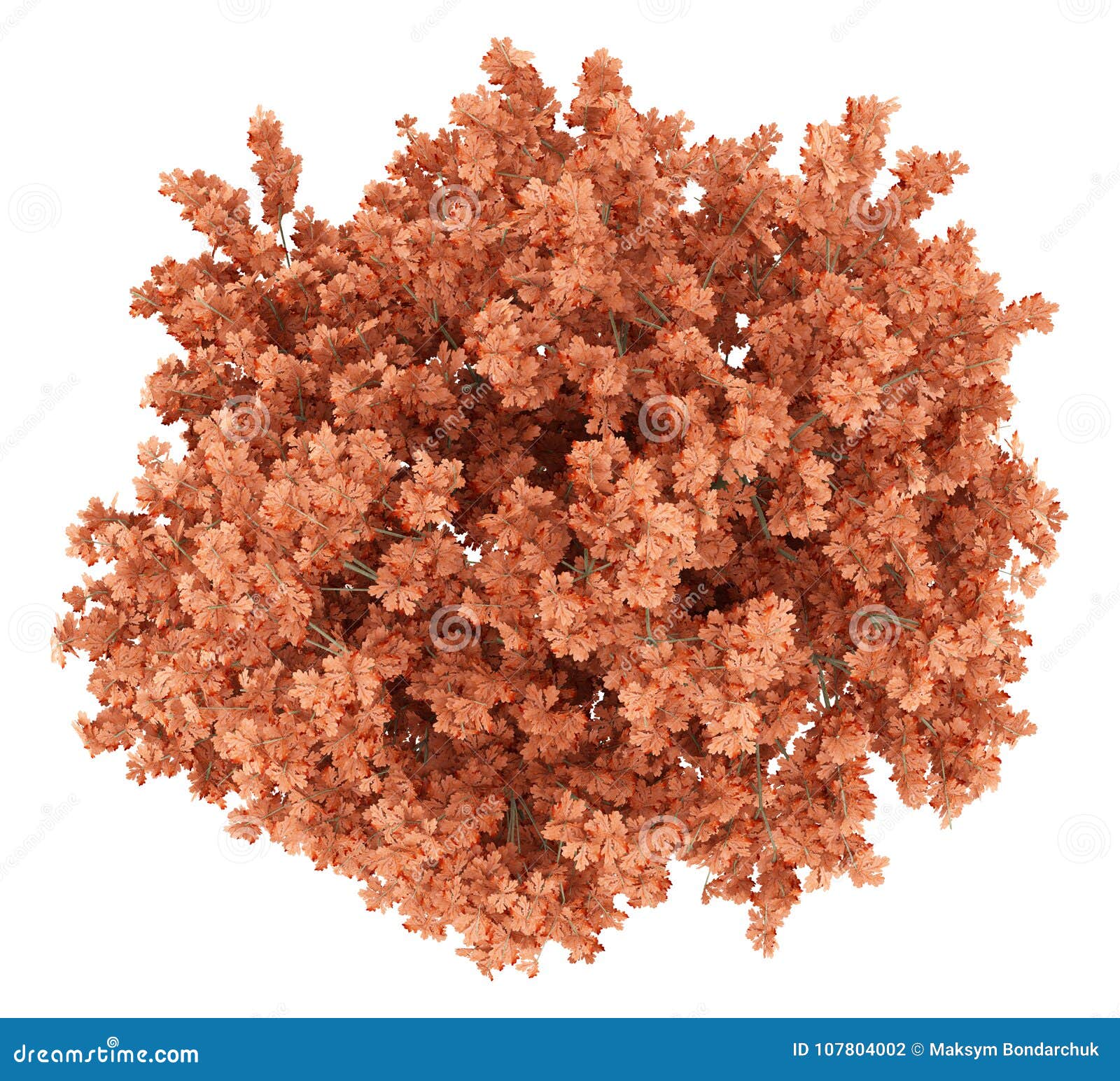 Top View of Red Oak Tree Isolated on White Stock Illustration ...