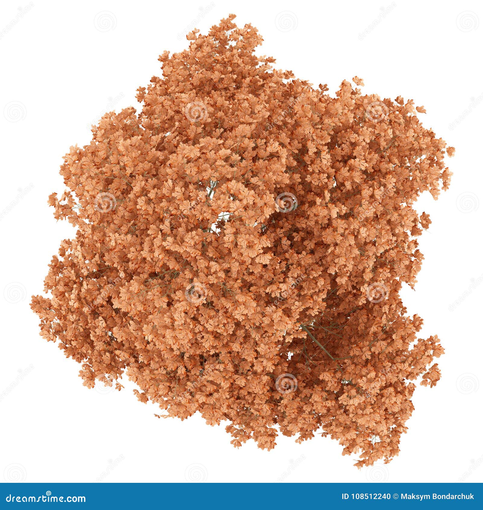 Top View of Red Oak Tree Isolated on White Stock Illustration ...