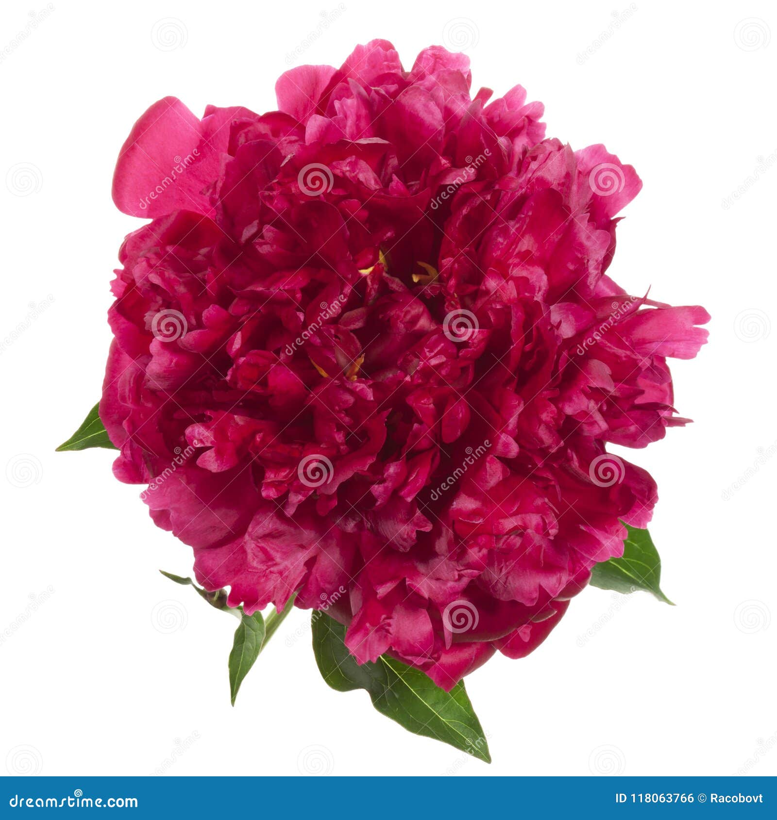 Top view of the red peony stock photo. Image of nature - 118063766